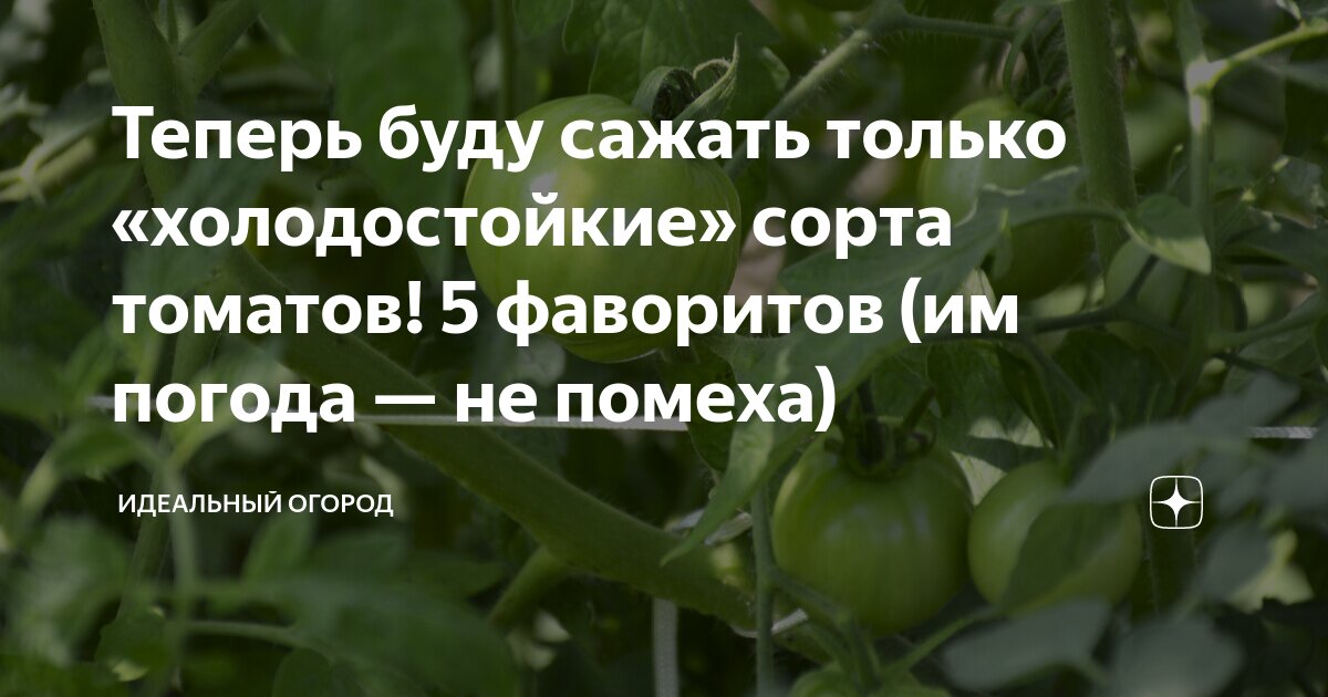 Теперь буду сажать только «холодостойкие» сорта томатов! 5 фаворитов ...
