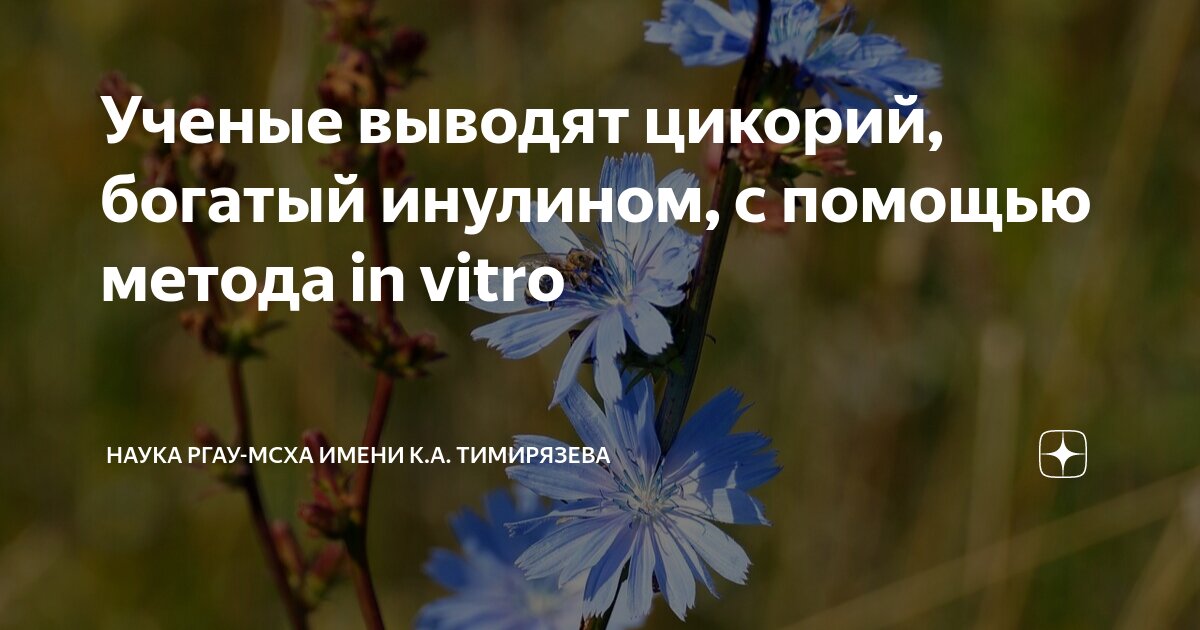 Ученые выводят цикорий, богатый инулином, с помощью метода in vitro ...
