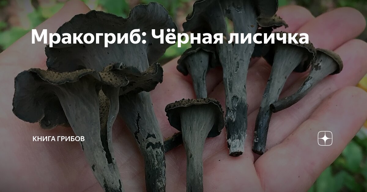 Мракогриб Чёрная лисичка Книга грибов Дзен