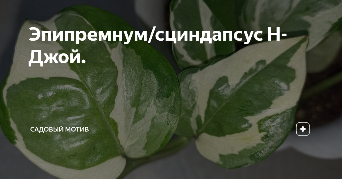 Эпипремнум/сциндапсус Н-Джой. | Садовый мотив | Дзен