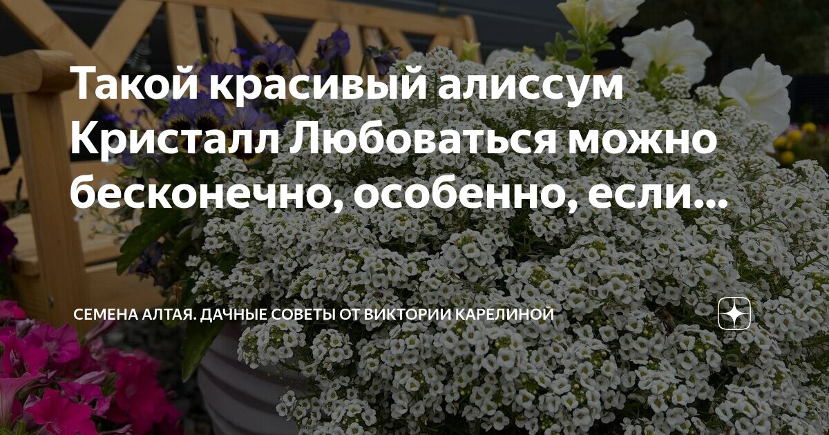 Такой красивый алиссум Кристалл Любоваться можно бесконечно, особенно ...