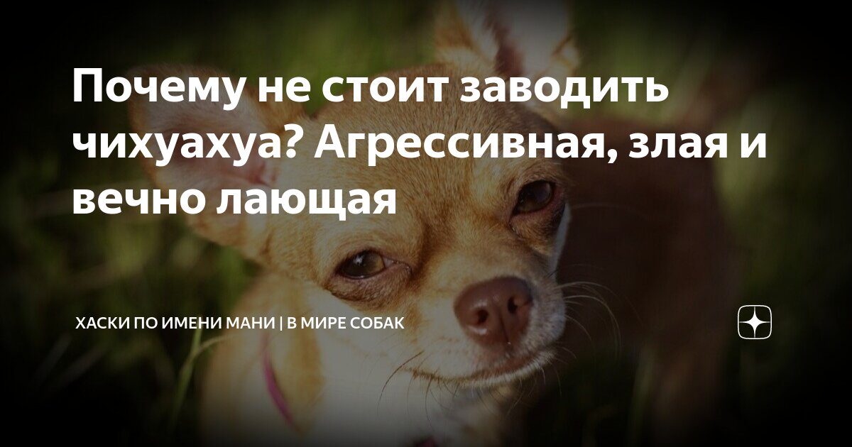 Почему не стоит заводить чихуахуа Агрессивная злая и вечно лающая