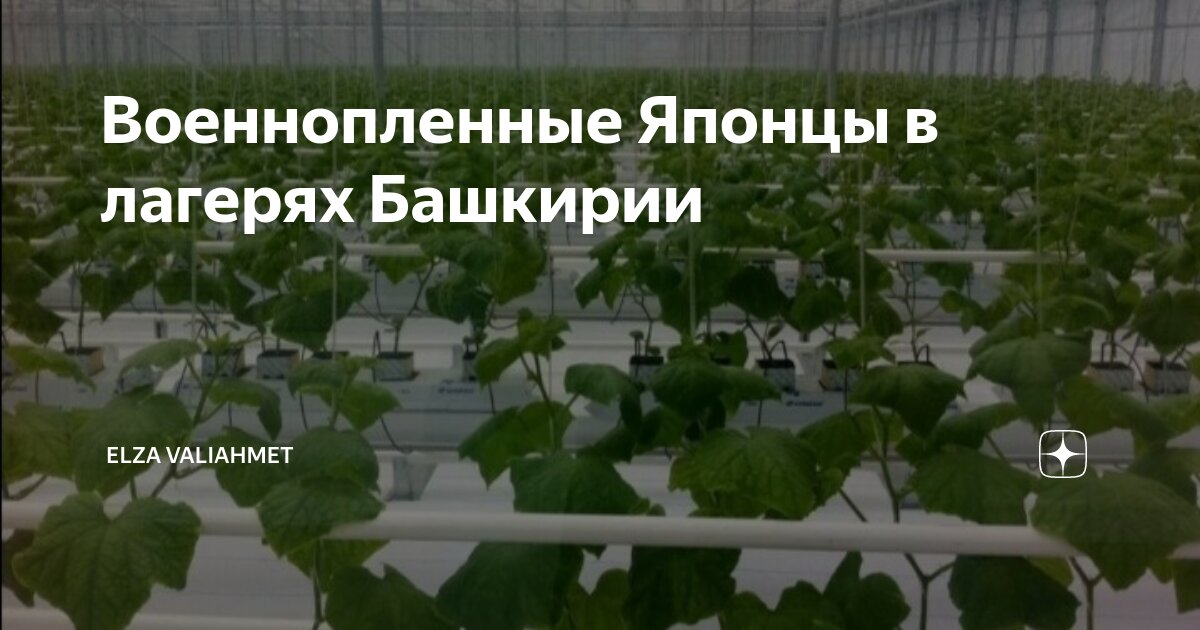 Военнопленные Японцы в лагерях Башкирии | Elza Valiahmet | Дзен