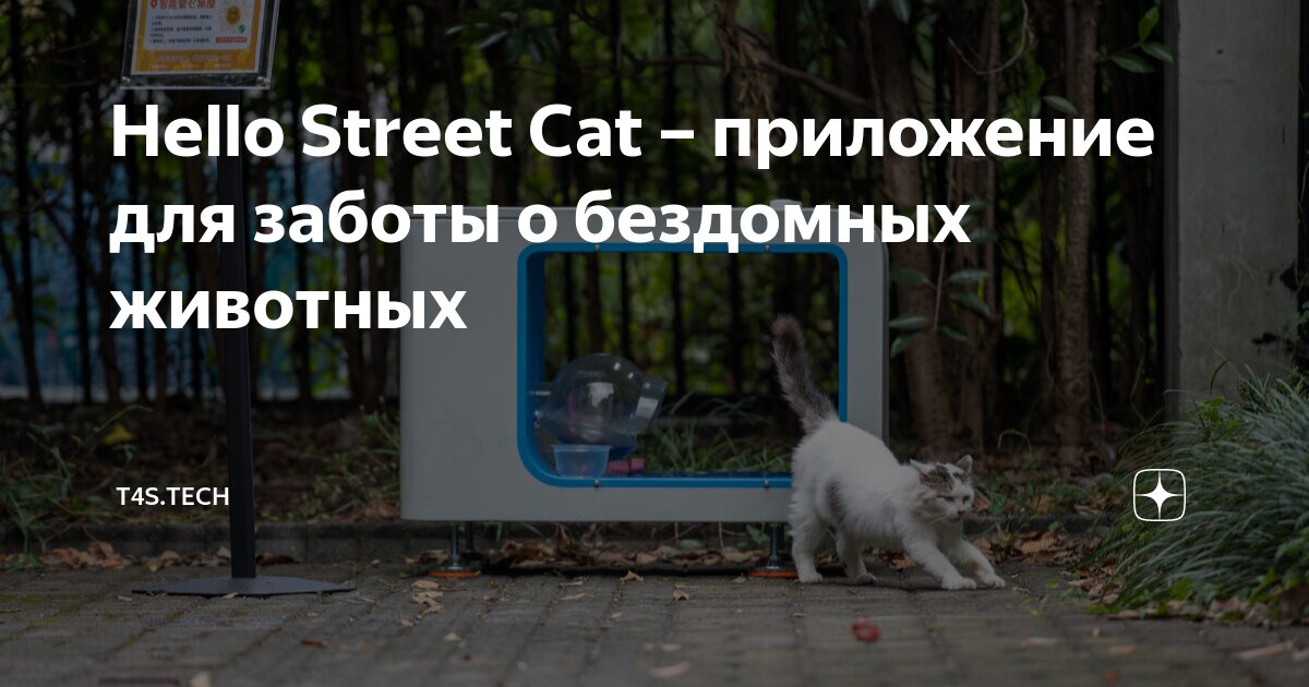 Hello Street Cat – приложение для заботы о бездомных животных | T4S.TECH | Дзен
