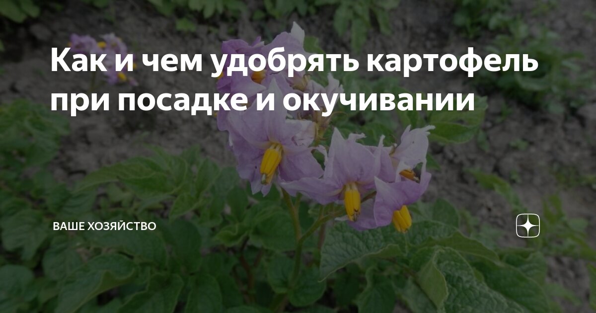 Как и чем удобрять картофель при посадке и окучивании Ваше хозяйство