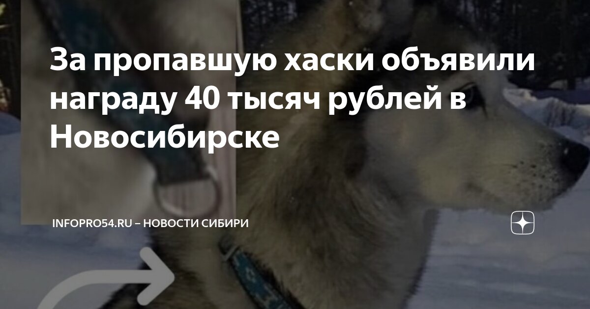 За пропавшую хаски объявили награду 40 тысяч рублей в Новосибирске | Infopro54.ru – Новости ...