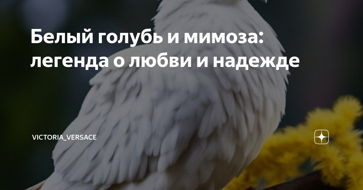 Белый голубь и мимоза: легенда о любви и надежде | Victoria_Versace | Дзен