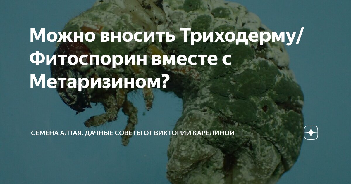 Можно вносить Триходерму/ Фитоспорин вместе с Метаризином? | Семена ...
