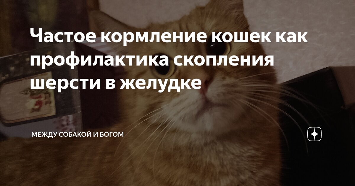 Частое кормление кошек как профилактика скопления шерсти в желудке ...