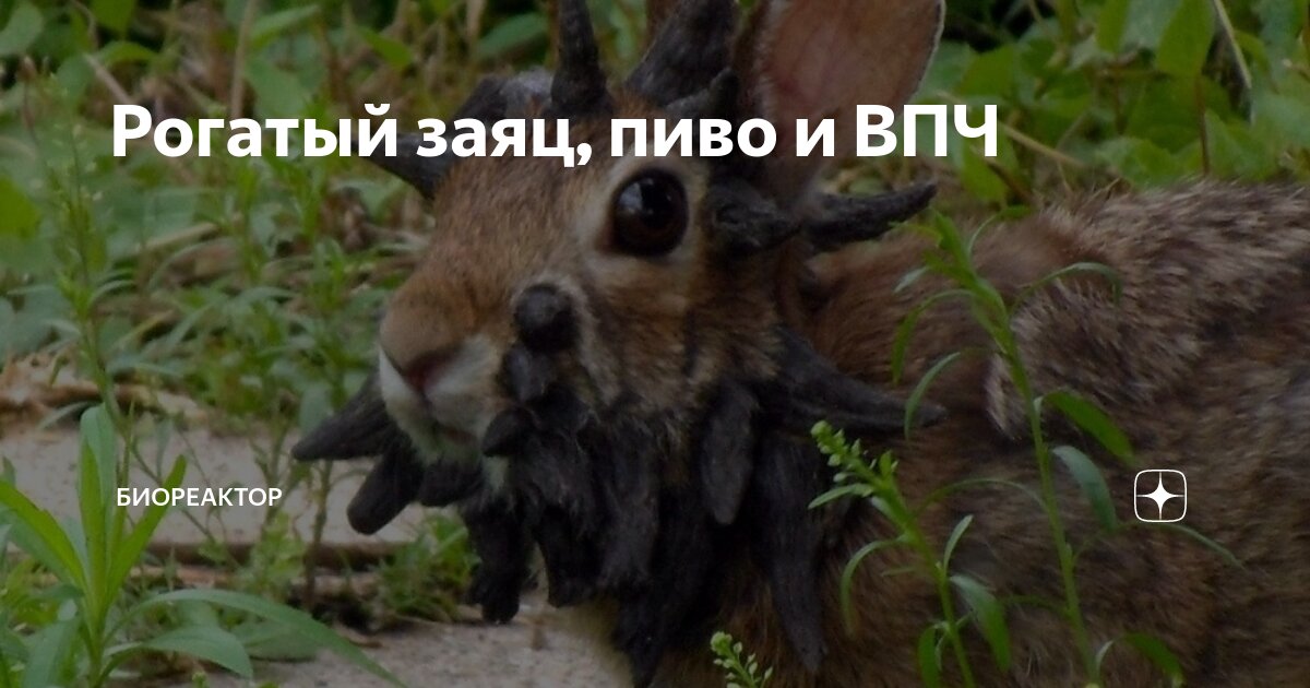 Рогатый заяц, пиво и ВПЧ | Биореактор | Дзен