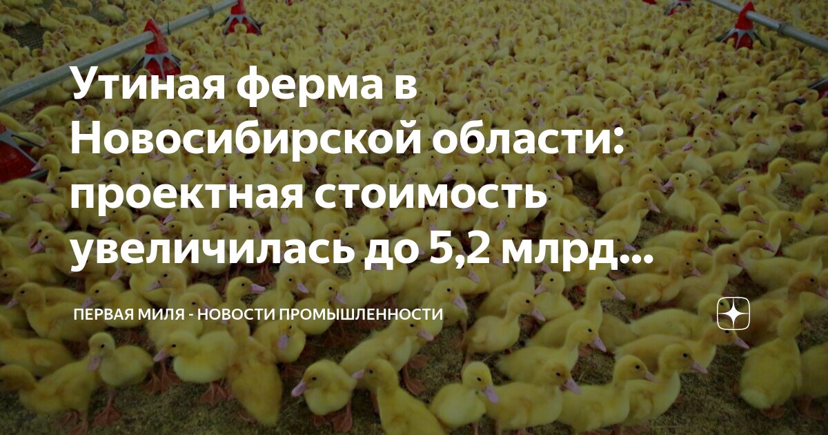 Утиная ферма в Новосибирской области: проектная стоимость увеличилась ...