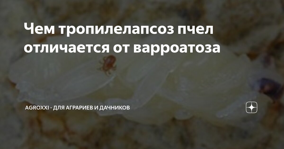 Чем тропилелапсоз пчел отличается от варроатоза | АgroXXI - для ...
