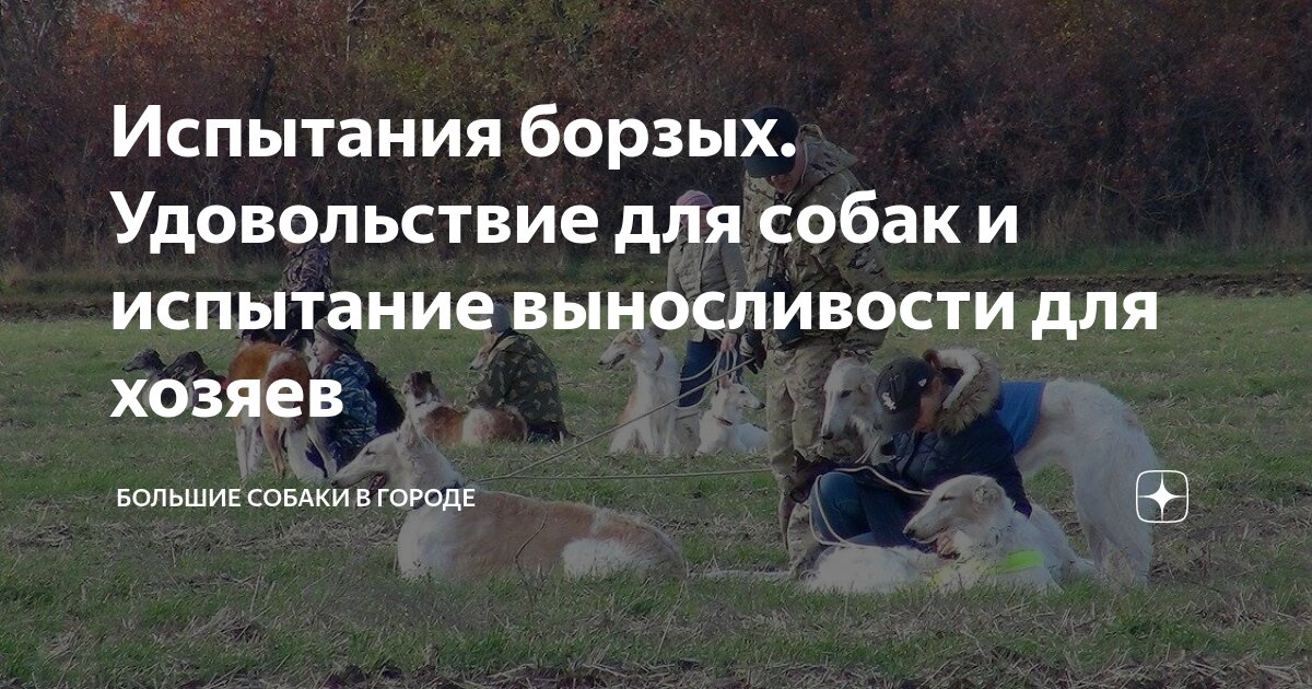 Испытания борзых. Удовольствие для собак и испытание выносливости для ...