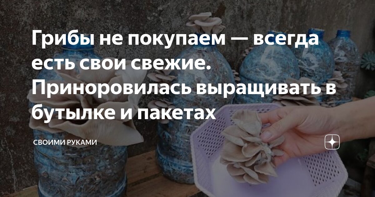 Грибы не покупаем — всегда есть свои свежие. Приноровилась выращивать в ...