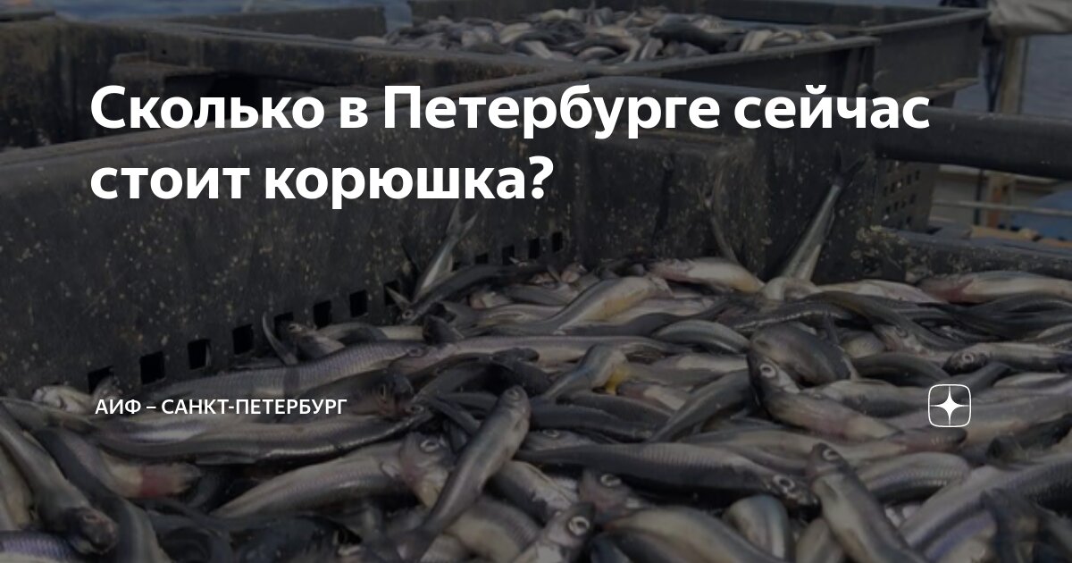 Сколько в Петербурге сейчас стоит корюшка? | АиФ – Санкт-Петербург | Дзен