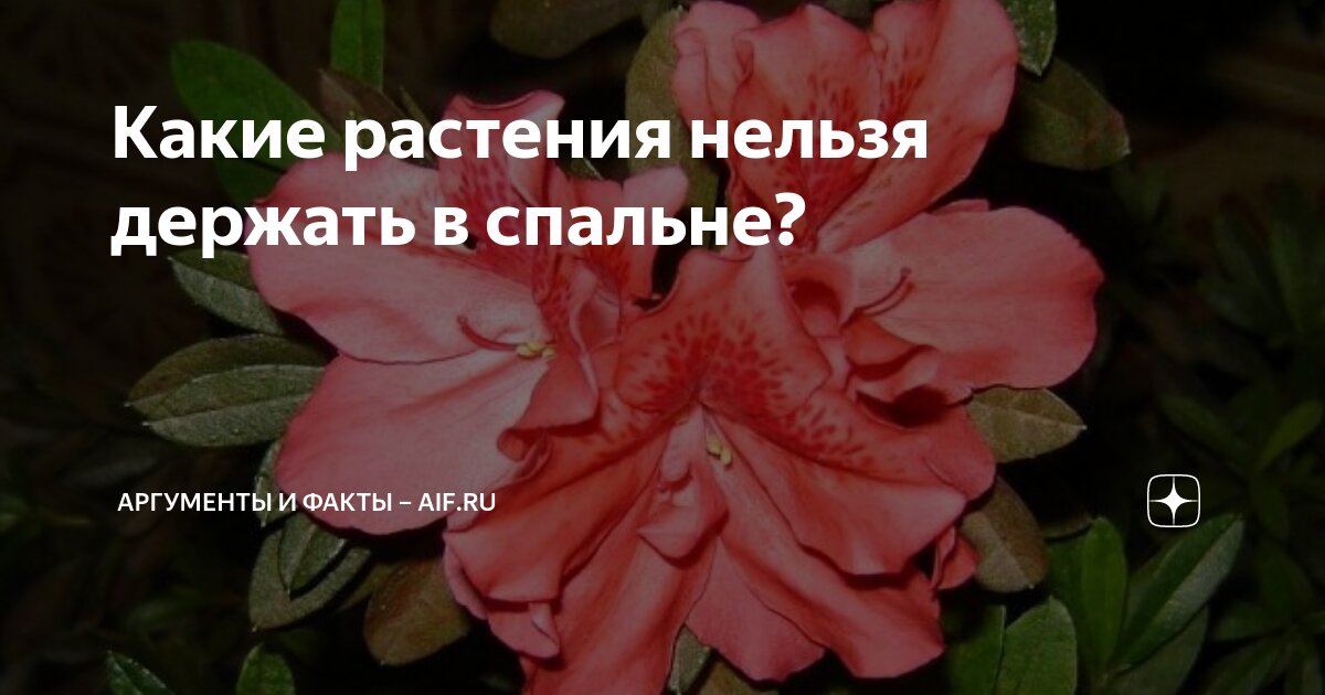 Какие растения нельзя держать в спальне? | Аргументы и факты – aif.ru ...