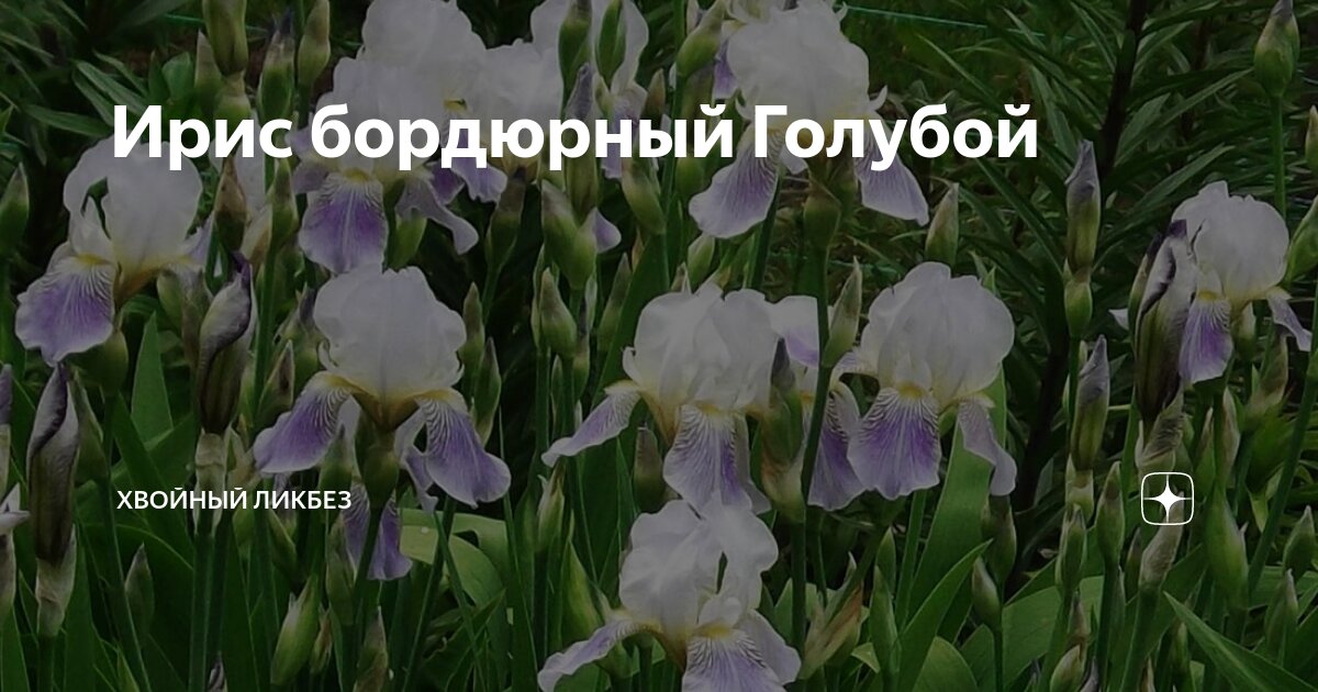 Ирис бордюрный Голубой | Хвойный ликбез | Дзен