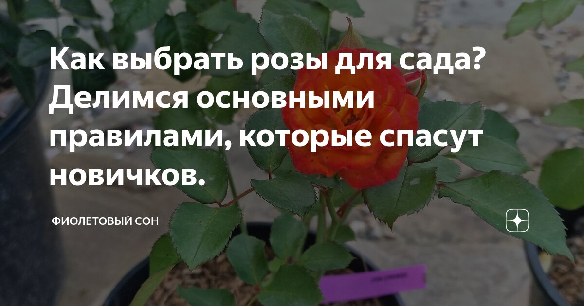 Как выбрать розы для сада? Делимся основными правилами, которые спасут ...