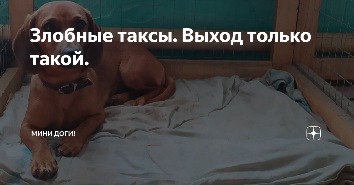 Злобные таксы. Выход только такой. | Таксо мама. Собачий дневник. | Дзен