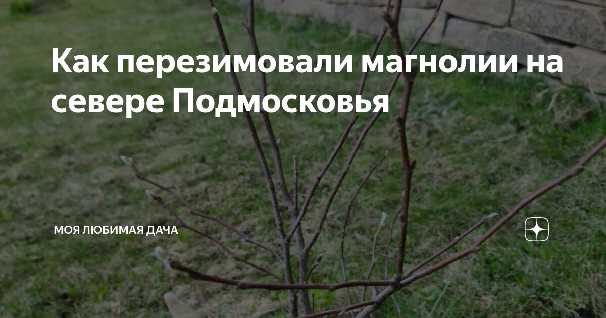 Как перезимовали магнолии на севере Подмосковья | Моя любимая дача | Дзен