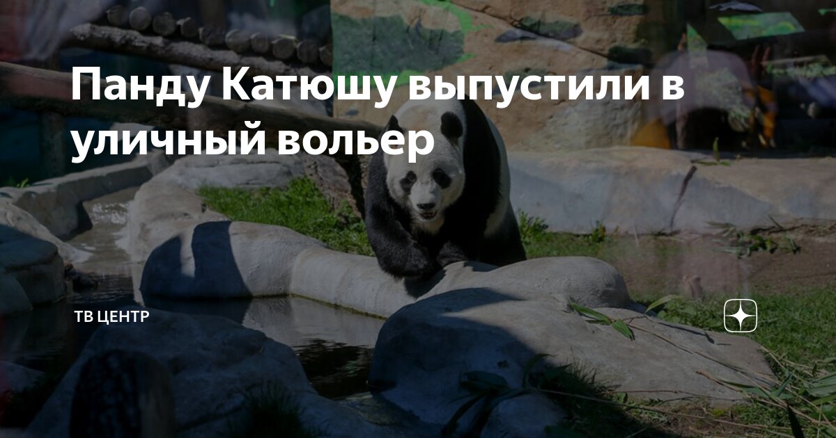 Панду Катюшу выпустили в уличный вольер | ТВ Центр | Дзен