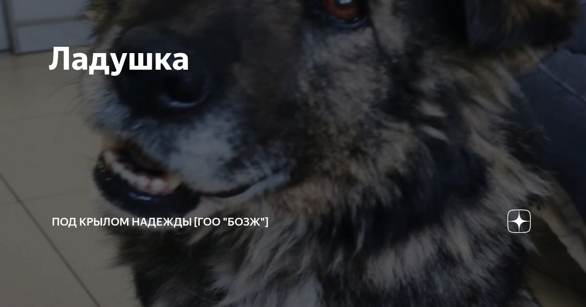 Ладушка Под крылом надежды [ГОО БОЗЖ] Дзен