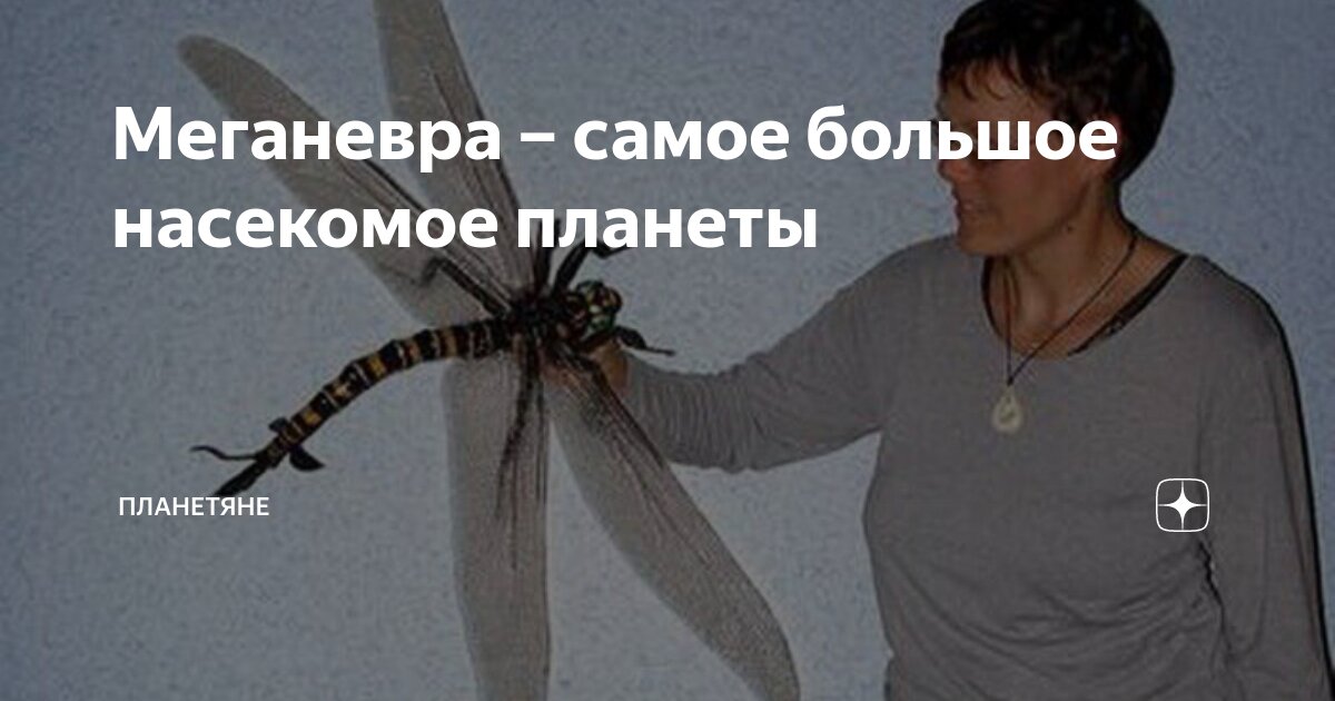 Меганевра самое большое насекомое планеты Планетяне Дзен