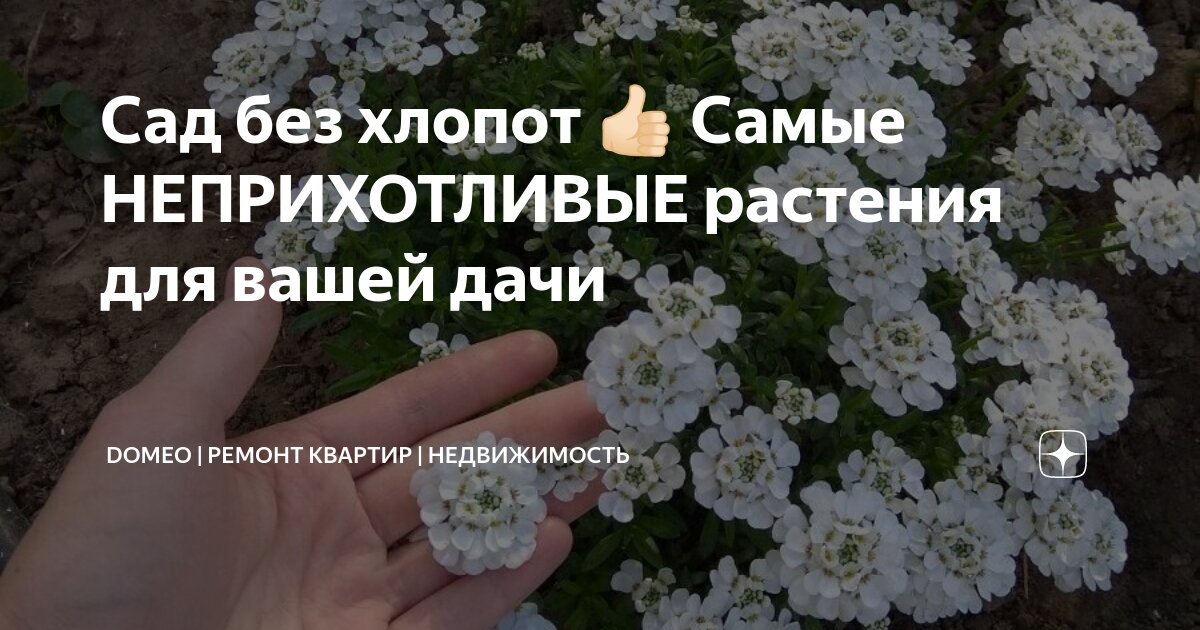 Сад без хлопот 👍🏻 Самые НЕПРИХОТЛИВЫЕ растения для вашей дачи | DOMEO ...