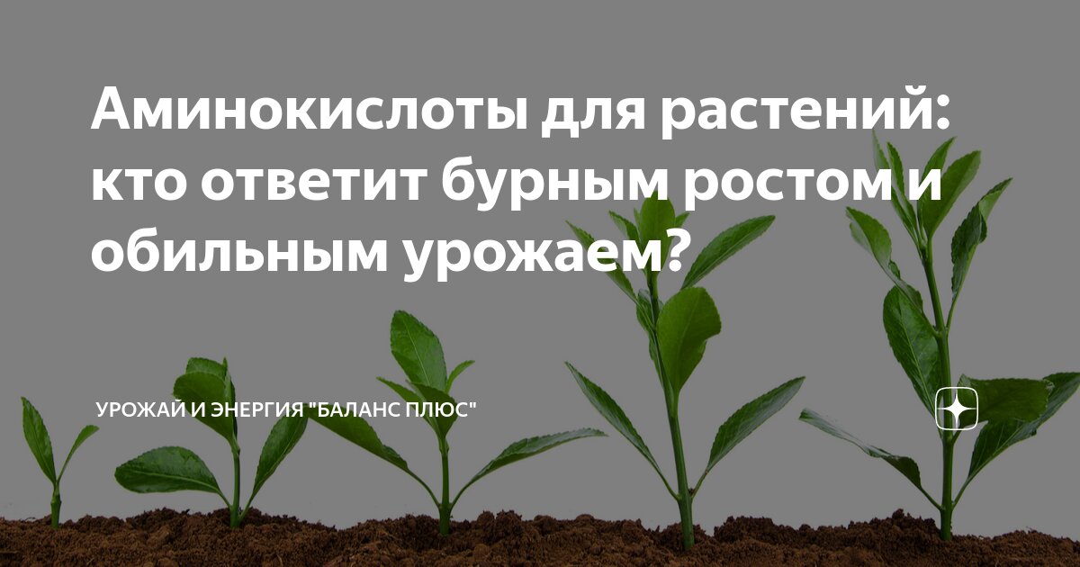 Аминокислоты для растений: кто ответит бурным ростом и обильным урожаем ...
