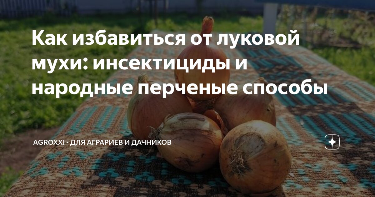 Как избавиться от луковой мухи: инсектициды и народные перченые способы ...