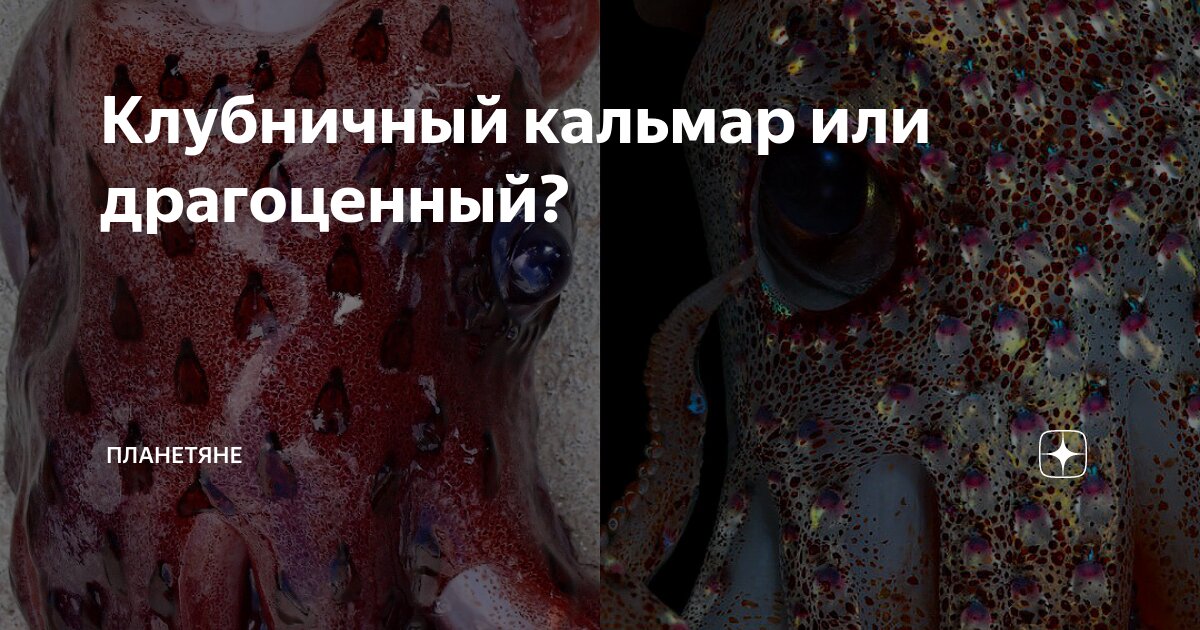 Клубничный кальмар или драгоценный Планетяне Дзен