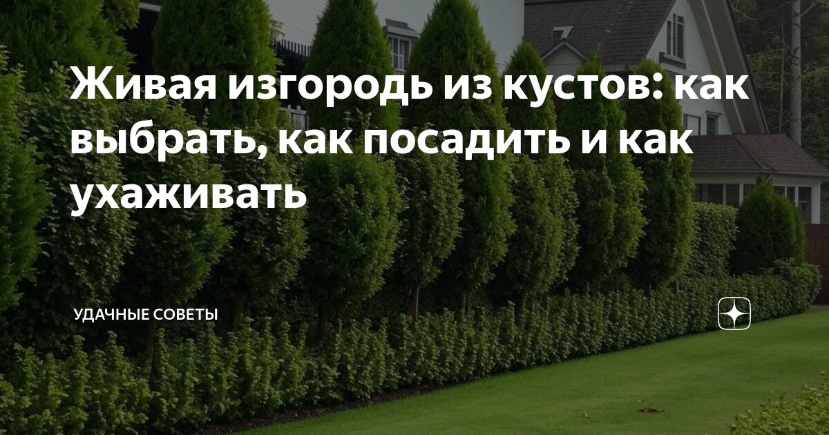 Живая изгородь из кустов: как выбрать, как посадить и как ухаживать ...
