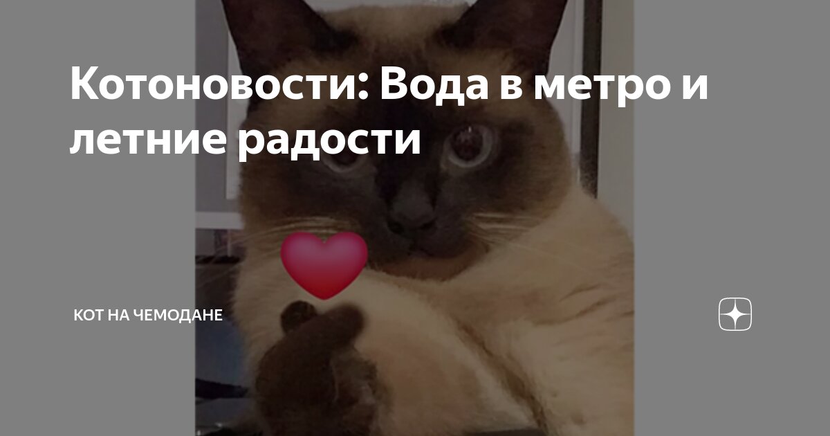 Котоновости: Вода в метро и летние радости | Кот на чемодане | Дзен