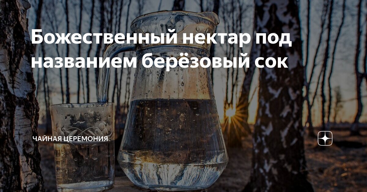Божественный нектар под названием берёзовый сок | Чайная церемония | Дзен