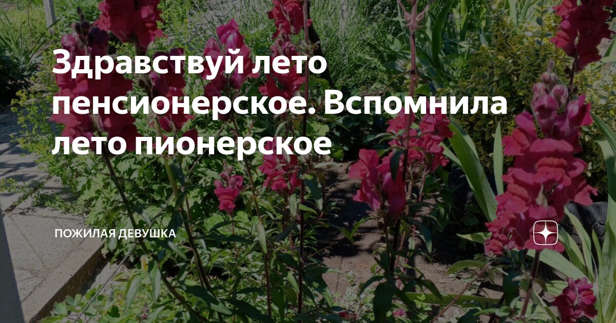 Здравствуй лето пенсионерское. Вспомнила лето пионерское | Пожилая ...