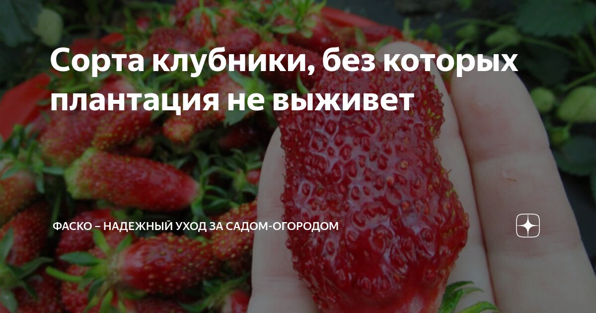 Сорта клубники, без которых плантация не выживет | Фаско – надежный ...