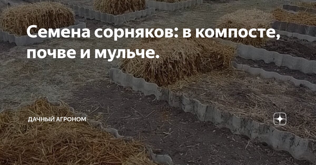 Семена сорняков: в компосте, почве и мульче. | Дачный агроном | Дзен