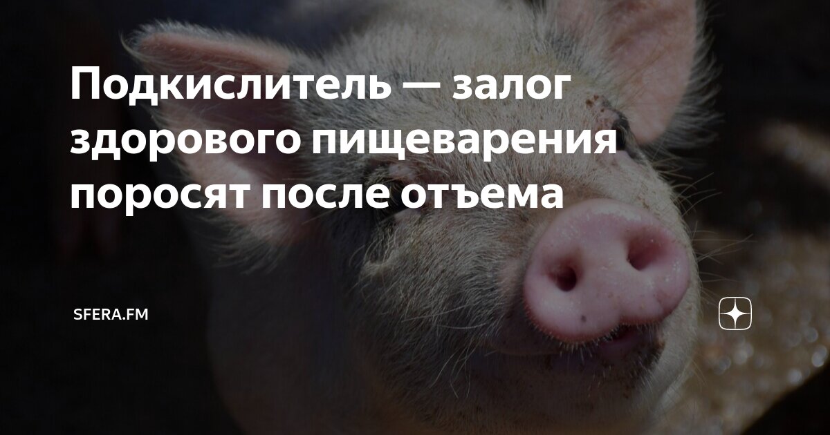 Подкислитель — залог здорового пищеварения поросят после отъема | Сфера ...