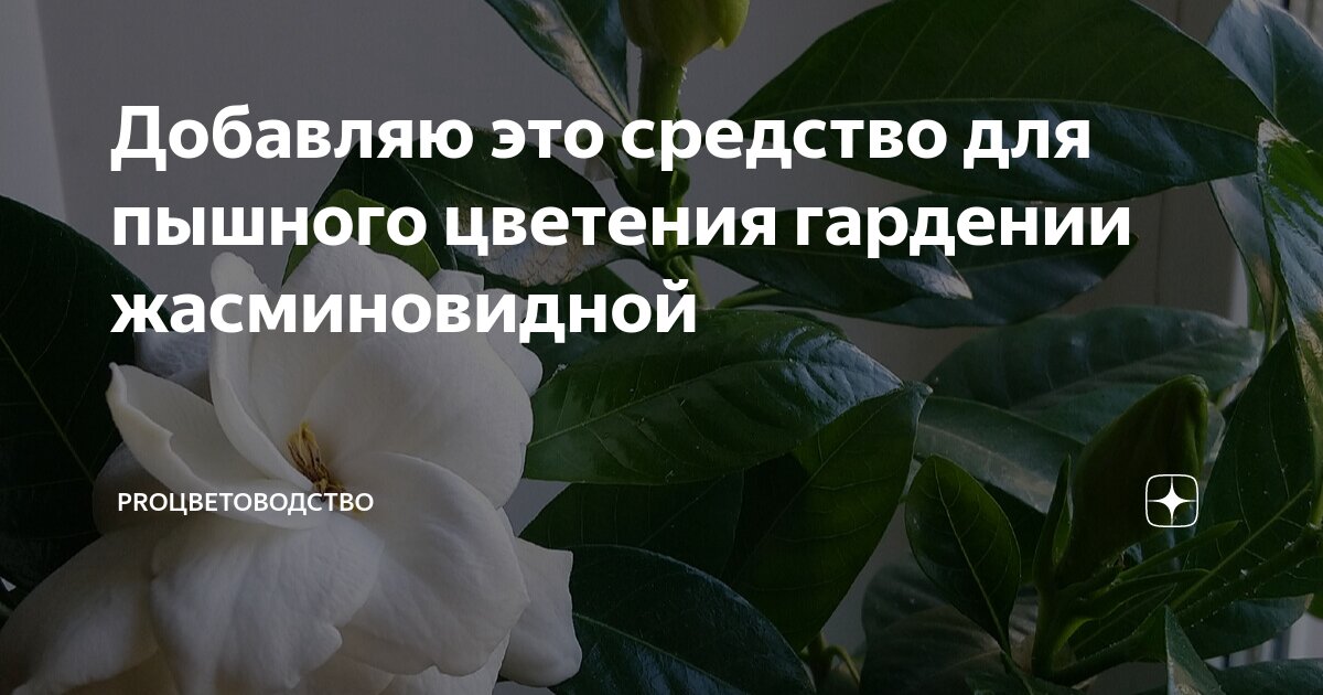 Добавляю это средство для пышного цветения гардении жасминовидной ...