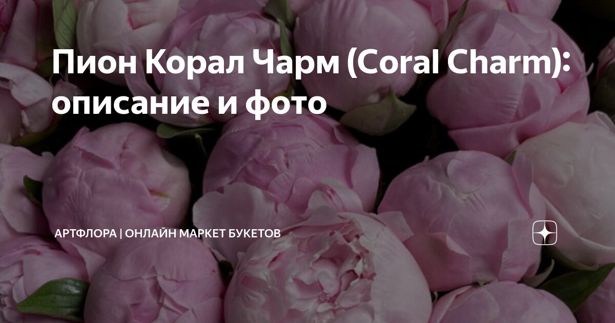Пион Корал Чарм (Coral Charm): описание и фото | АртФлора | Онлайн ...
