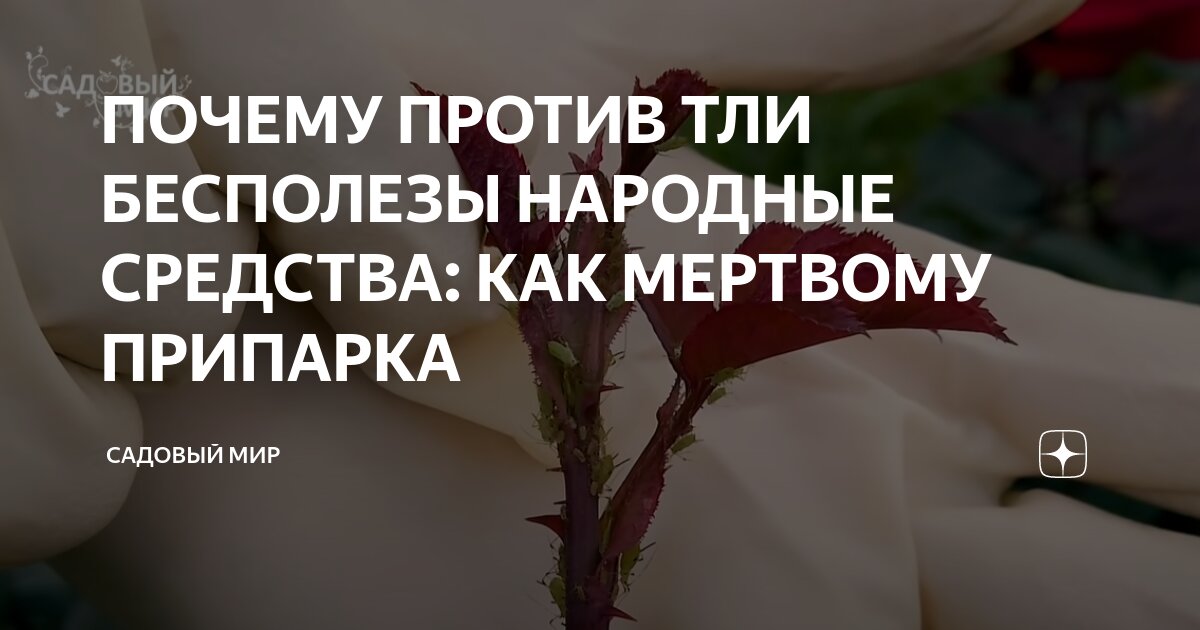 ПОЧЕМУ ПРОТИВ ТЛИ БЕСПОЛЕЗЫ НАРОДНЫЕ СРЕДСТВА: КАК МЕРТВОМУ ПРИПАРКА ...