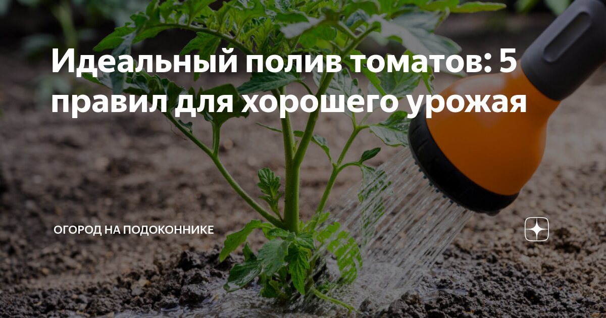 Идеальный полив томатов: 5 правил для хорошего урожая | Огород на ...