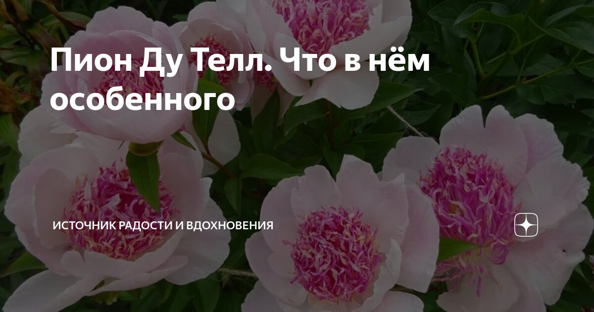 Пион Ду Телл. Что в нём особенного | Источник радости и вдохновения | Дзен