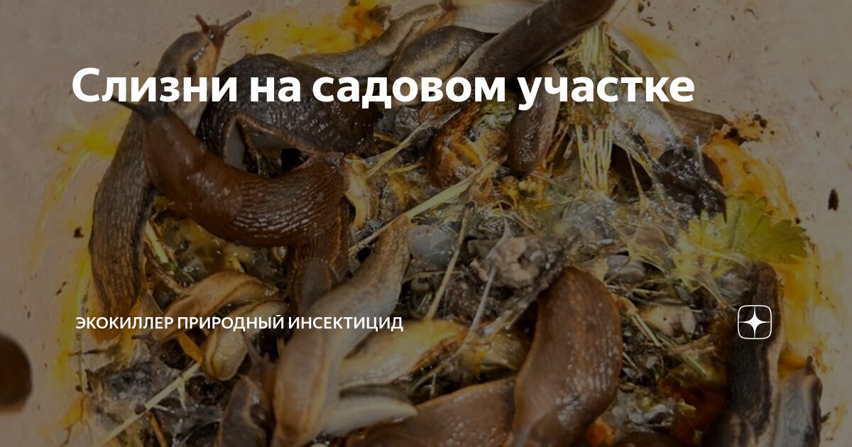 Слизни на садовом участке | ЭКОКИЛЛЕР природный инсектицид | Дзен