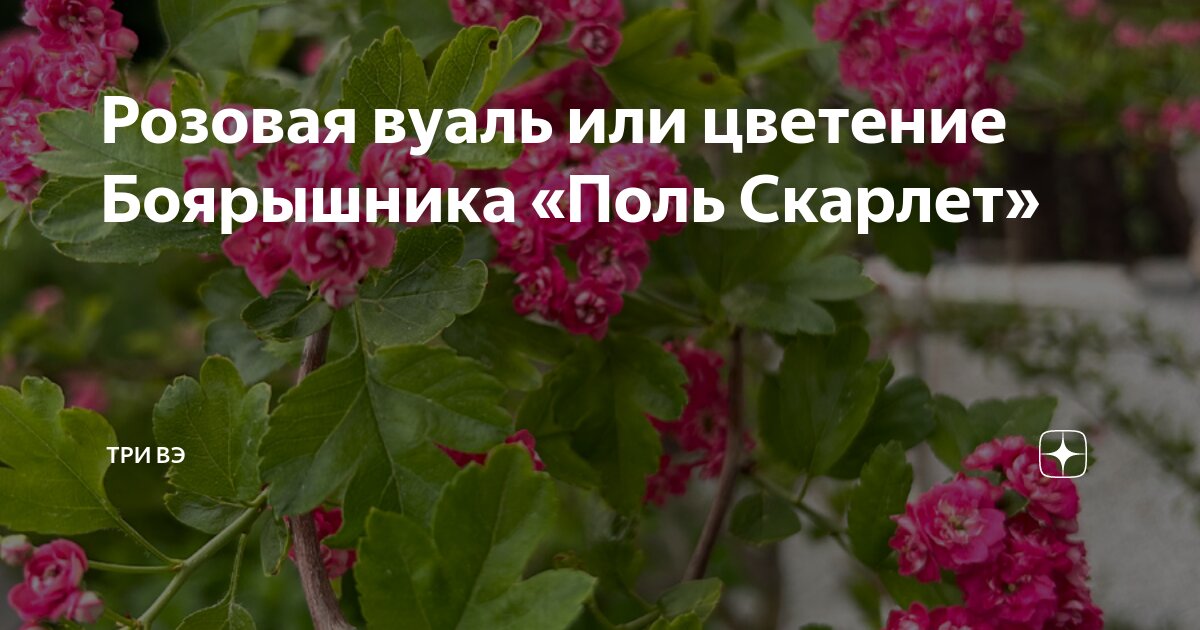 Розовая вуаль или цветение Боярышника «Поль Скарлет» | Три Вэ | Дзен