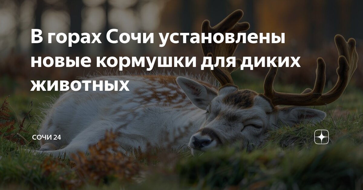 В горах Сочи установлены новые кормушки для диких животных | Сочи 24 | Дзен