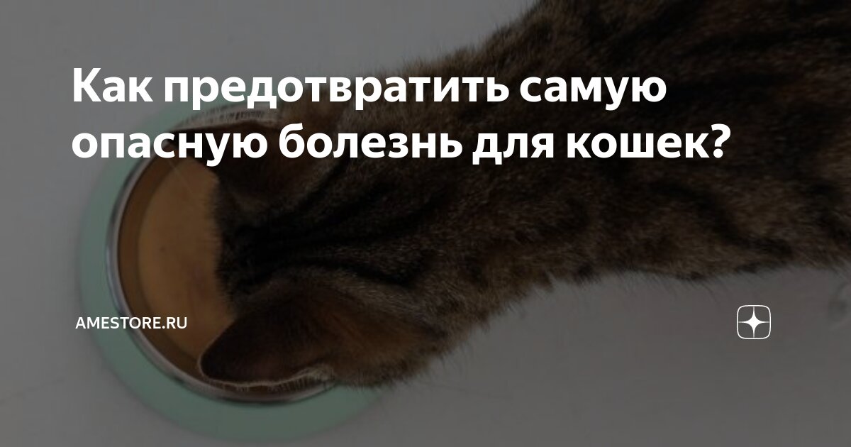 Как предотвратить самую опасную болезнь для кошек? | amestore.ru | Дзен