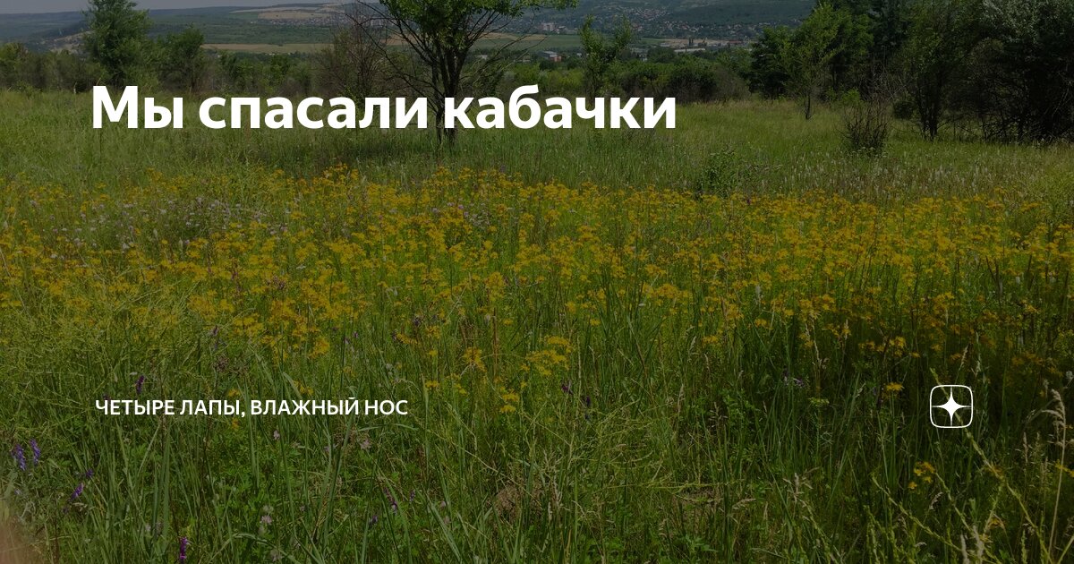 Мы спасали кабачки | Четыре лапы, влажный нос | Дзен