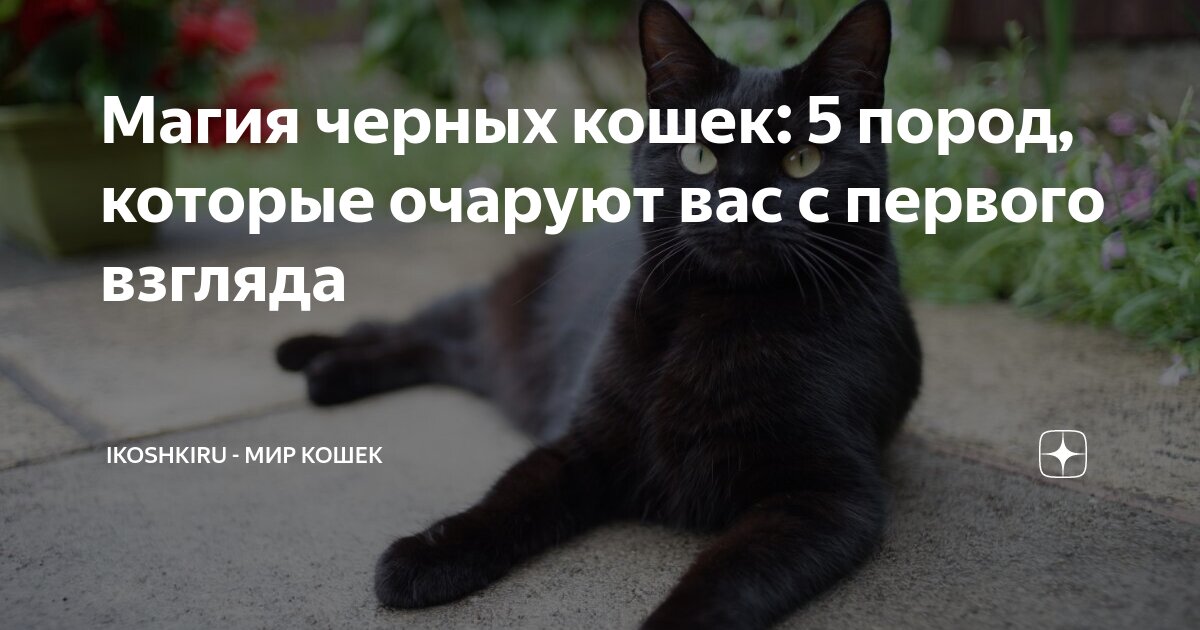 Магия черных кошек 5 пород которые очаруют вас с первого взгляда