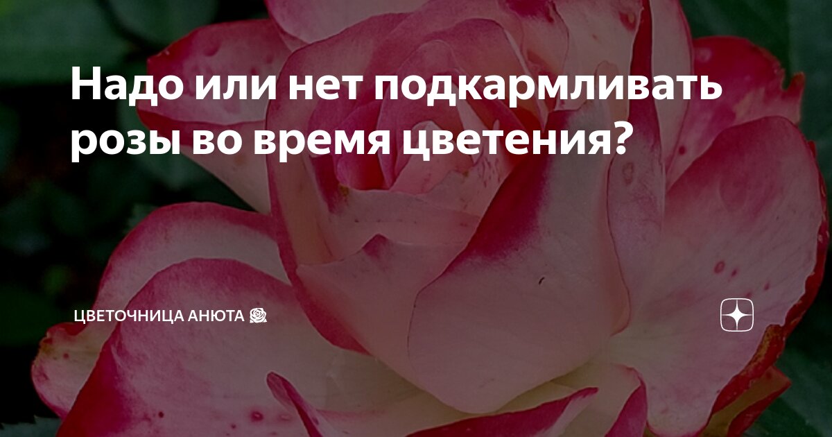 Надо или нет подкармливать розы во время цветения? | Цветочница Анюта 🌹 ...